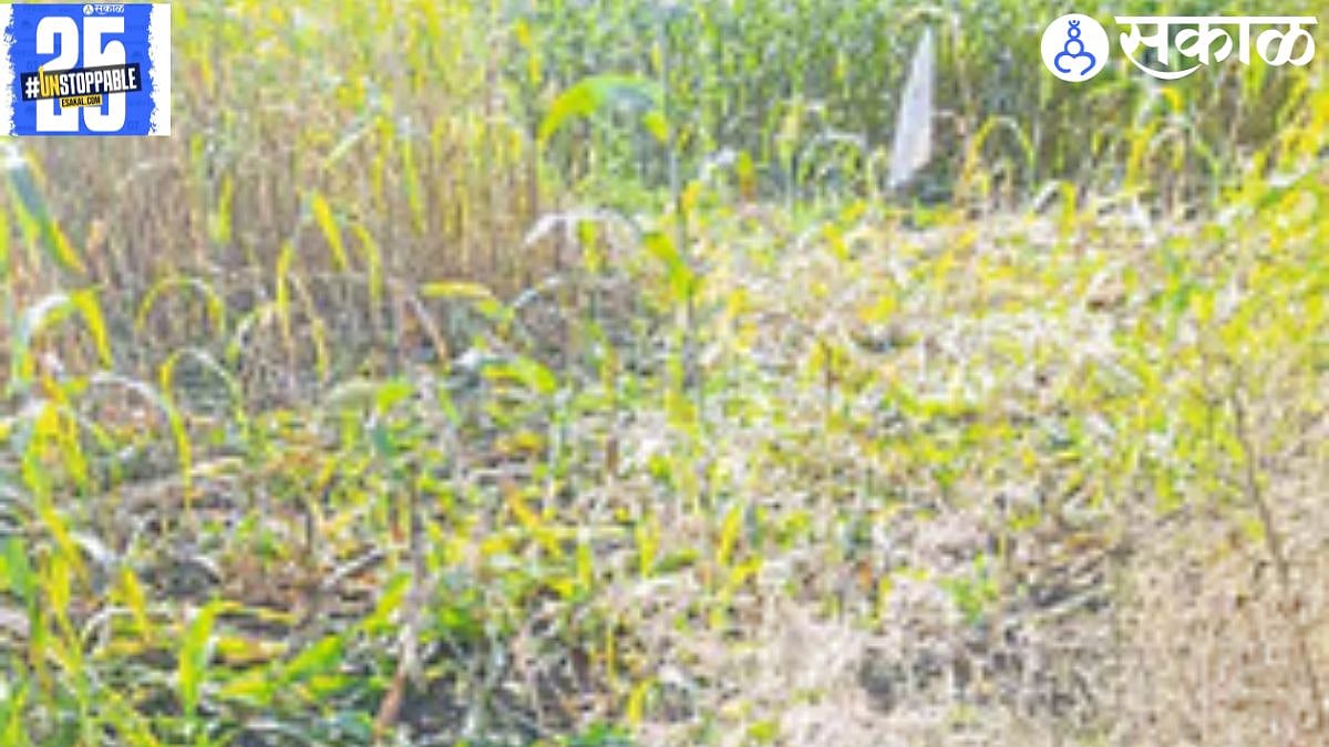 North Solapur : उत्तर सोलापूर तालुक्यात रानडुकरांचा उच्छाद: शेतकऱ्यांचा ...