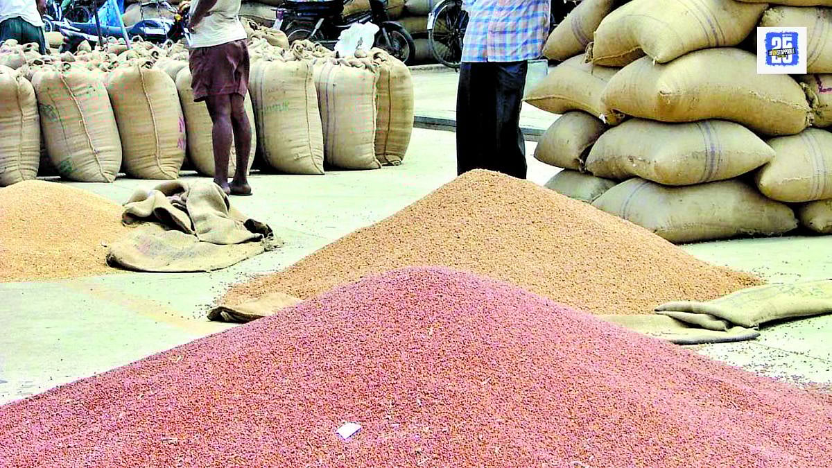 Tur Farming : तूर उत्पादकांची बाजार समितीला पसंती | Tur Farmers Prefer ...