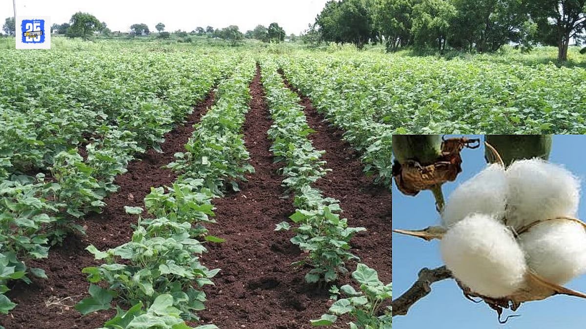 दशकांपासून विदर्भ, मराठवाड्यातील पांढरे सोने अर्थात, कपाशीचे पीक ...