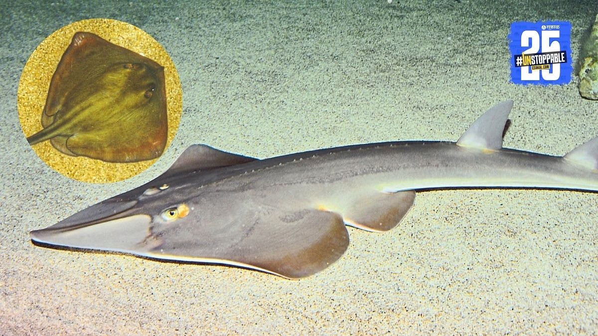 केळशी सागरी क्षेत्र बनले शार्क, गिटारफीश मिळण्याचे ठिकाण; वाईल्डलाईफ ...