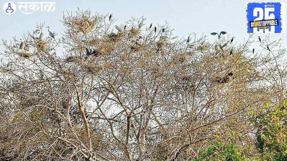 स्थलांतरित पक्ष्यांसाठी भीमाकाठ ठरतोय ‘टर्मिनल’ : ‘उजनी’ परिसर ...