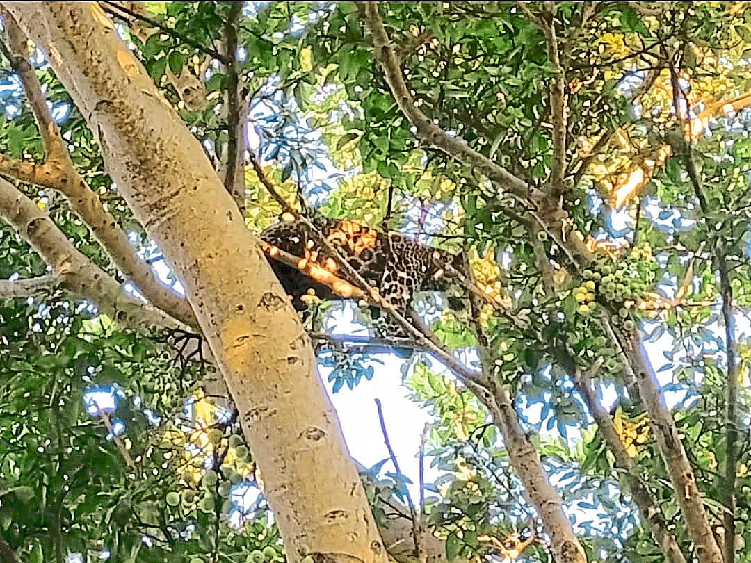 बिबट्याला पकडण्याचा प्रयत्न; नागरिकांवर गुन्हा दाखल