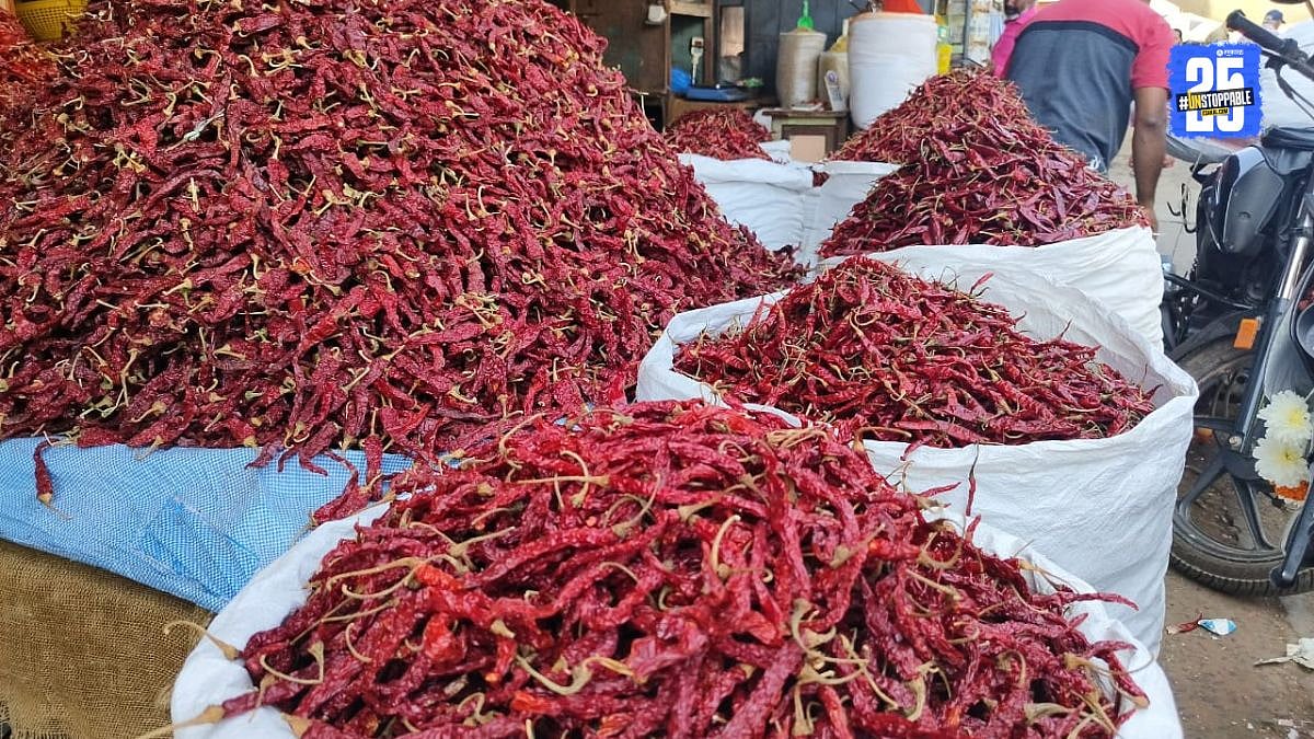 Chilli Price Drop : मिरची यंदा आवाक्यात ; चांगल्या उत्पादनामुळे २५ ते ...