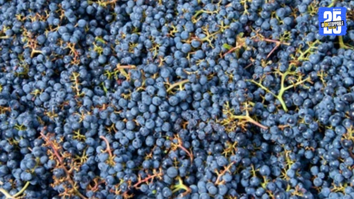 Grape Market Price : द्राक्षांची शंभरी पार!|Grape Prices Cross ₹100 ...