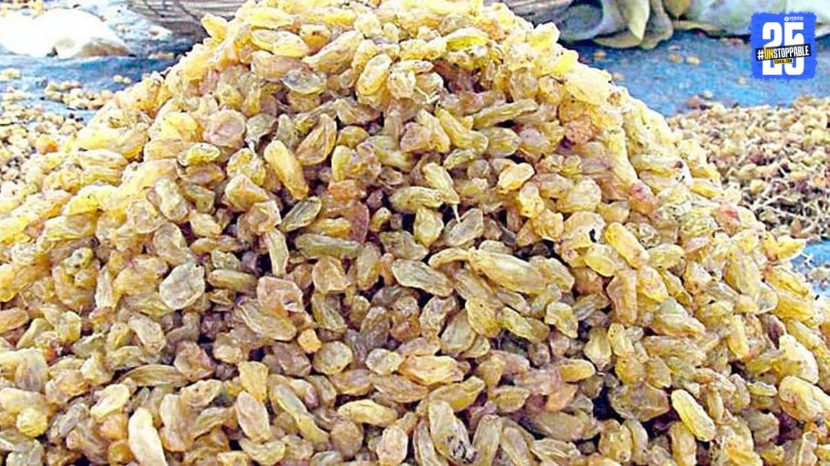 Raisin Production Drop : यंदा बेदाण्याचे उत्पादन घटणार|Grape Yield ...