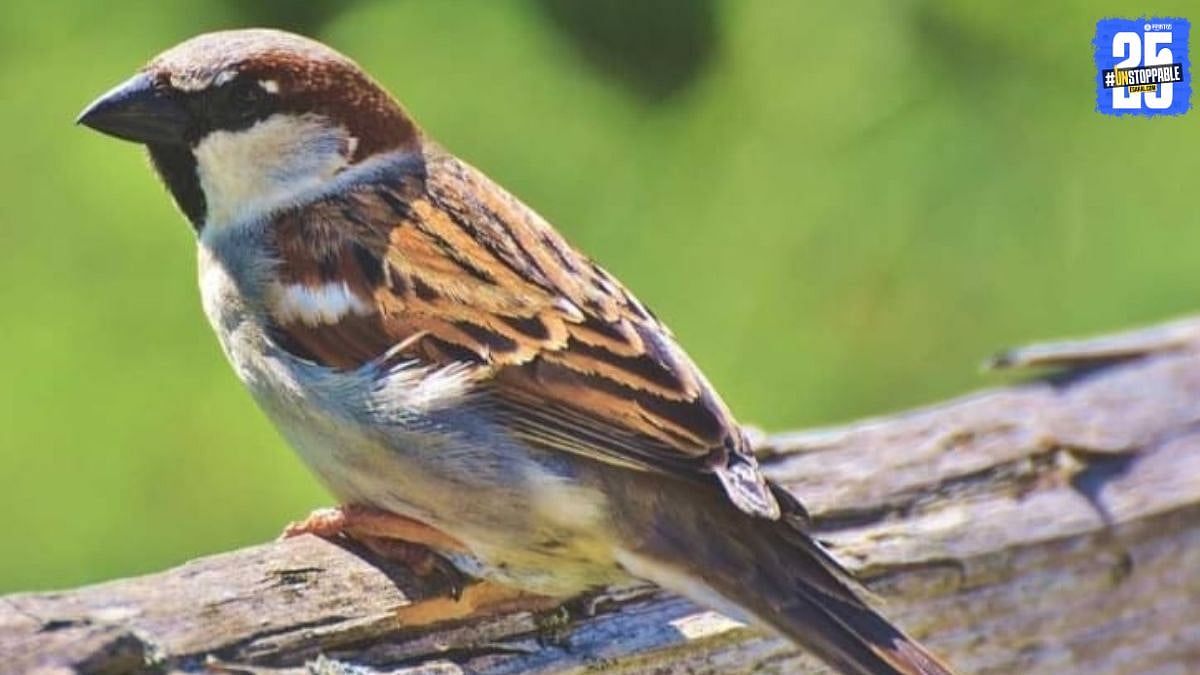 Jagtik Chimani Din : चिमण्यांचे संवर्धन काळाची गरज|World Sparrow Day ...
