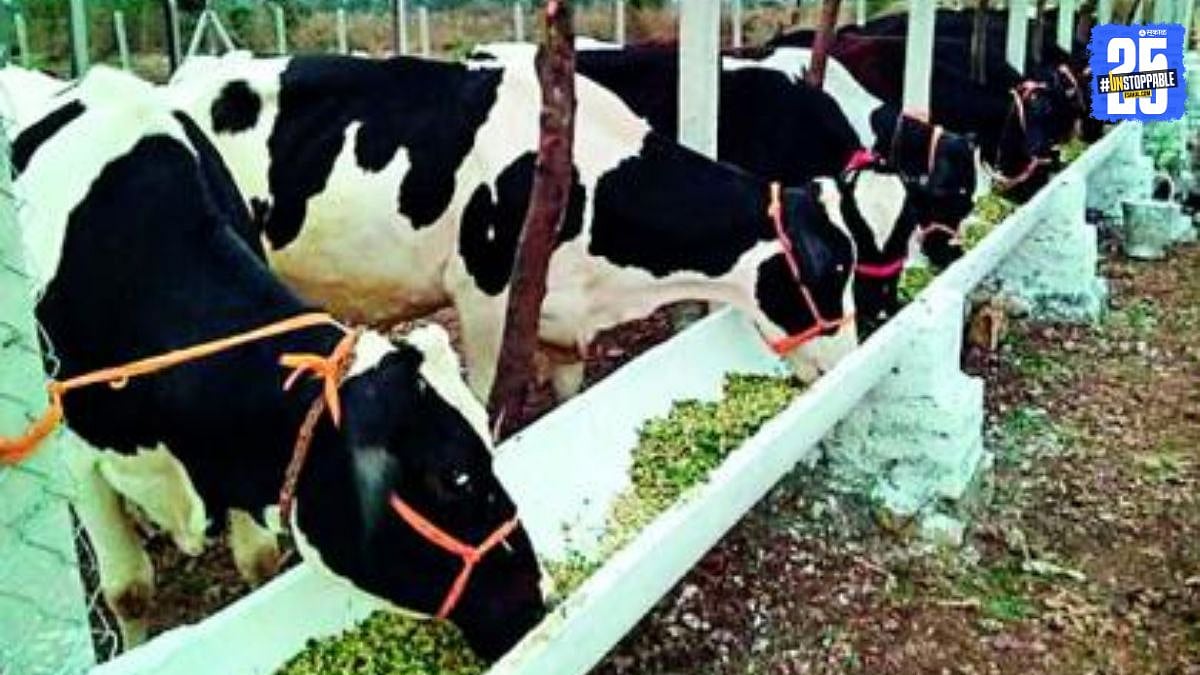 Jalgaon Crime News : दुग्ध व्यावसायिकाच्या गायी चोरीला|Dairy ...