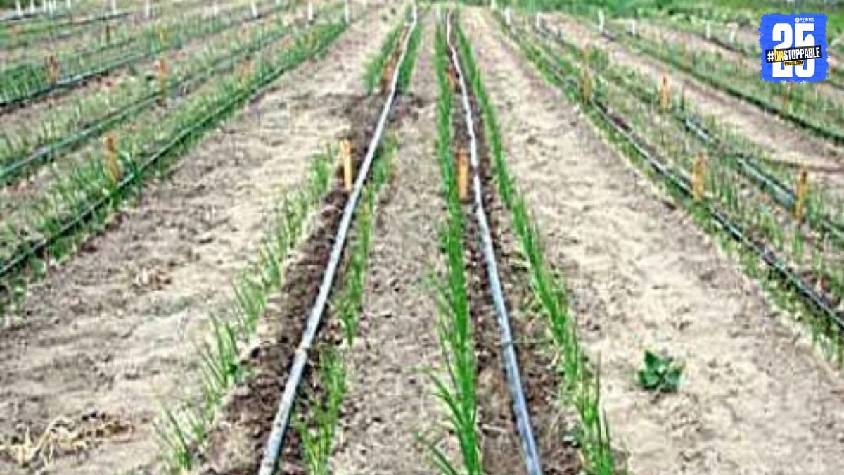 Agricultural News : ठिबक सिंचनाद्वारे ७० टक्के पाण्याची बचत|Drip ...