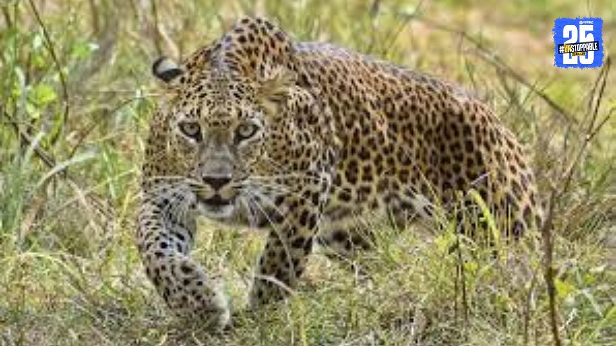 Leopard Attack : तावखेडा शिवारात बिबट्याची दहशत|Leopard Terror in ...