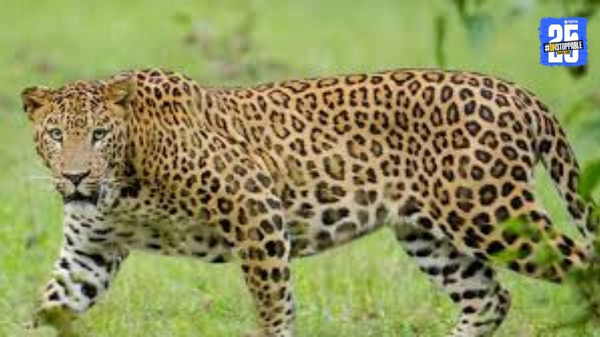 Leopard Attack: बिबट्याचे हल्ले, चार जण बचावले ! 'चेडगाव परिसरातील घटना ...