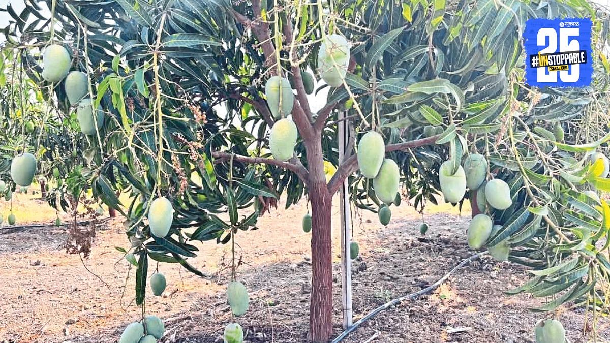 'कृष्णे'च्या पाण्याने माळावर पिकलेला आंबा विक्रीस तयार; शेतकऱ्यांनी ...