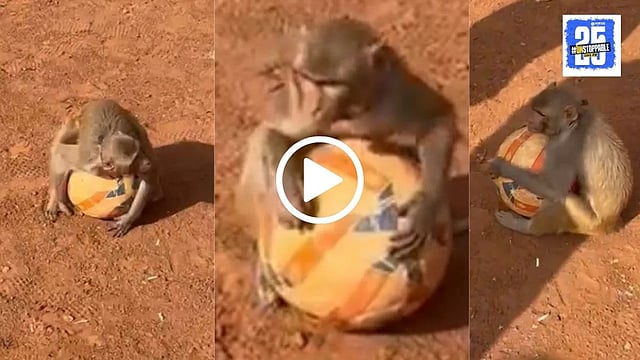 Shivpuri monkey playing with football | शिवपुरी माकडाचा फुटबॉलसोबत ...