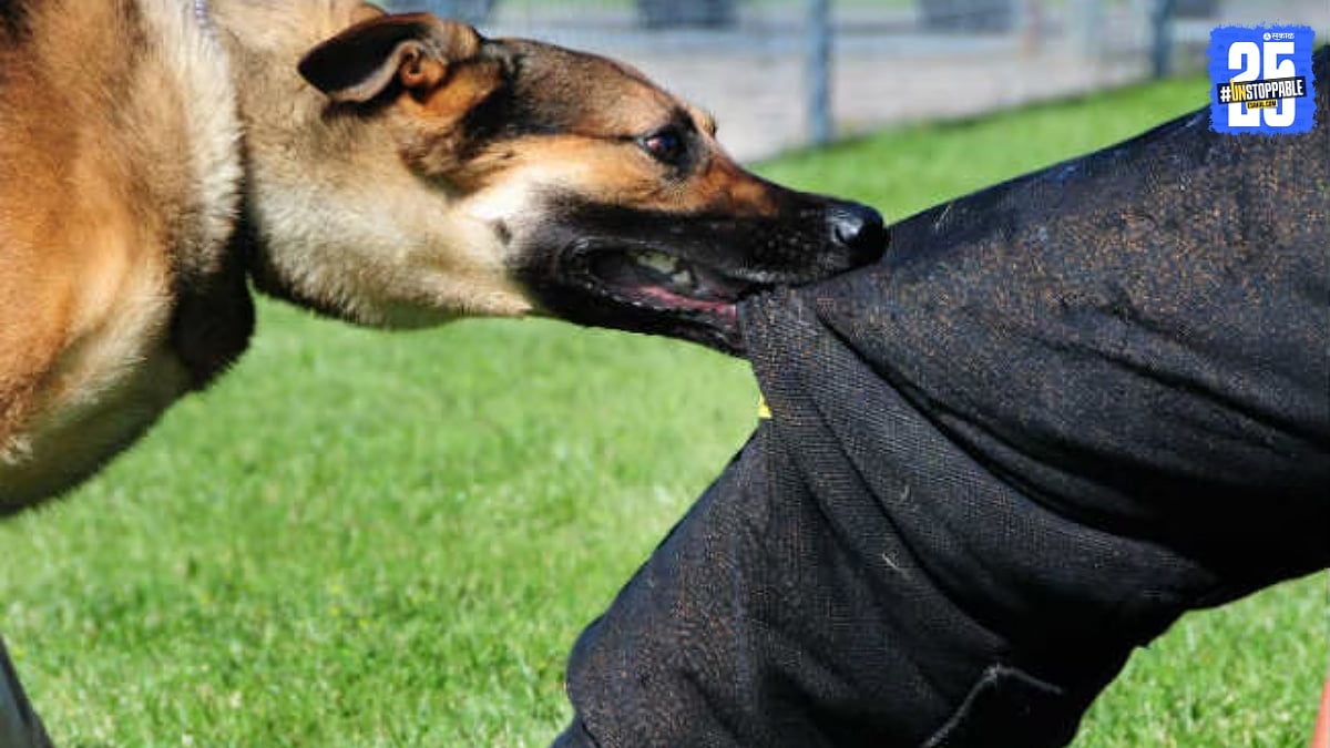 1 lakh 28 Thousand 252 citizens have been bitten by Stray dogs In ...