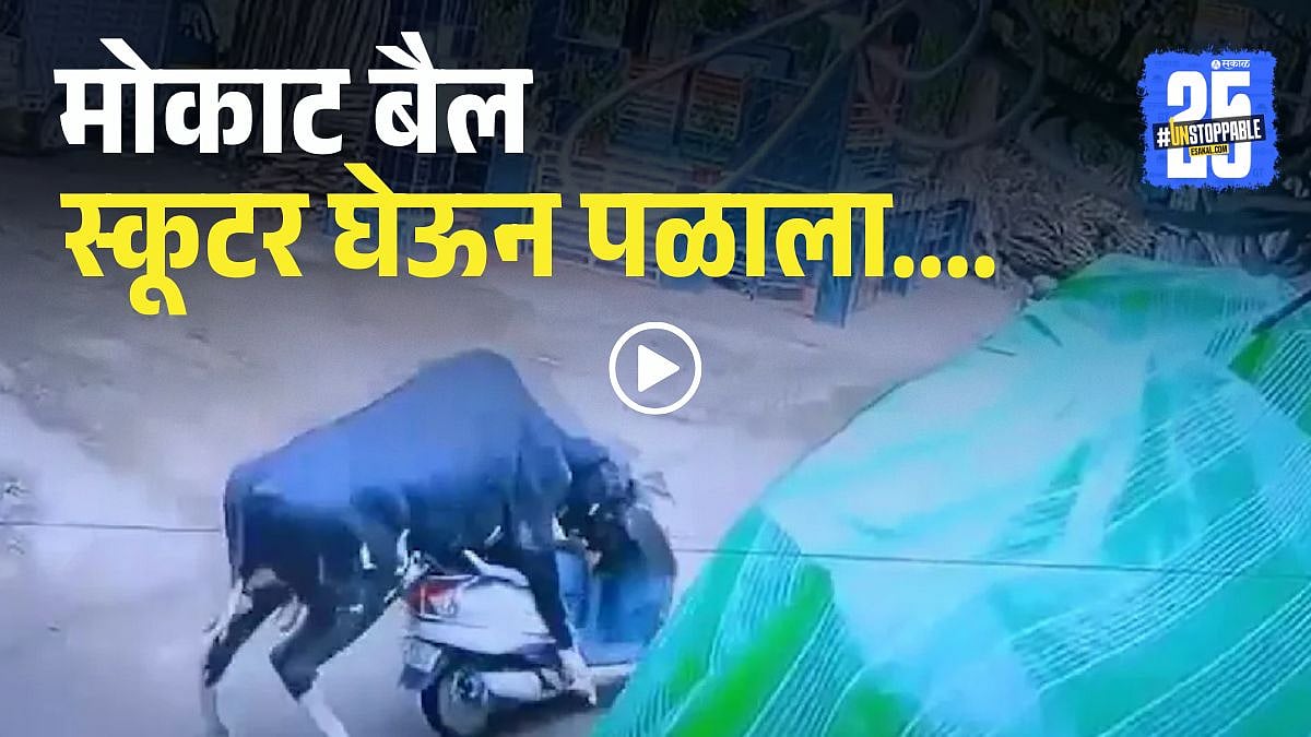 मोकाट बैलाने चक्क स्कूटी पळवली! चारही काम सोडा अन् हा व्हिडिओ पाहा ...