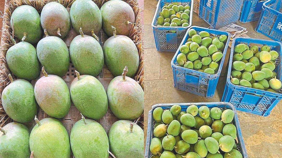 Hapus Mango Season : अंतिम टप्प्यात हापूसचे दर घसरले; एक डझनच्या पेटीला ...