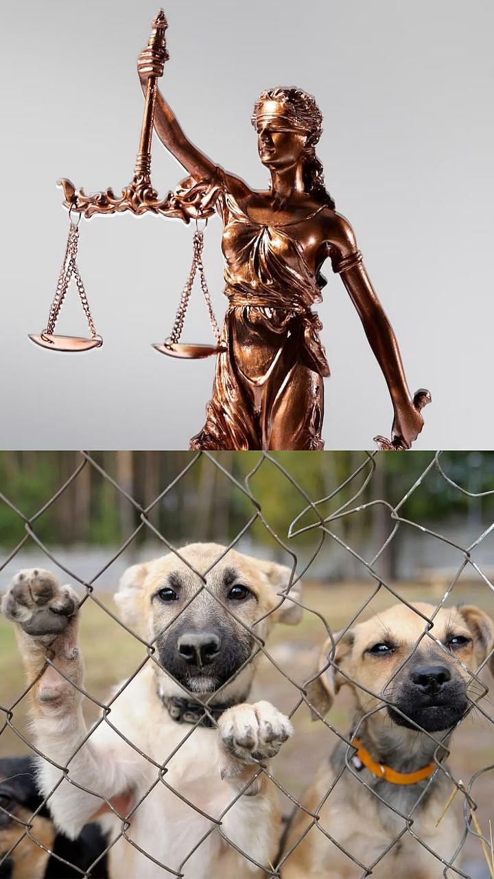 What is law in India for committing dirty acts with animals ...