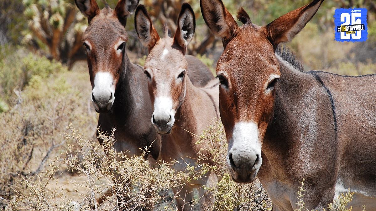 चीनसाठी पाकिस्तान पाळतंय गाढवं, ६० लाखांच्या वर पोहोचली संख्या; काय आहे ...