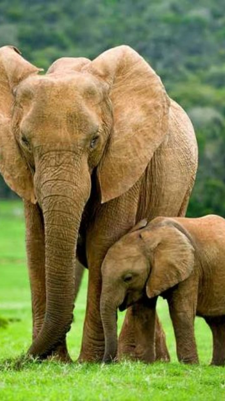 हत्ती काय खातो? जाणून घ्या त्याच्या आहाराचे रहस्य!|elephant diet, what ...