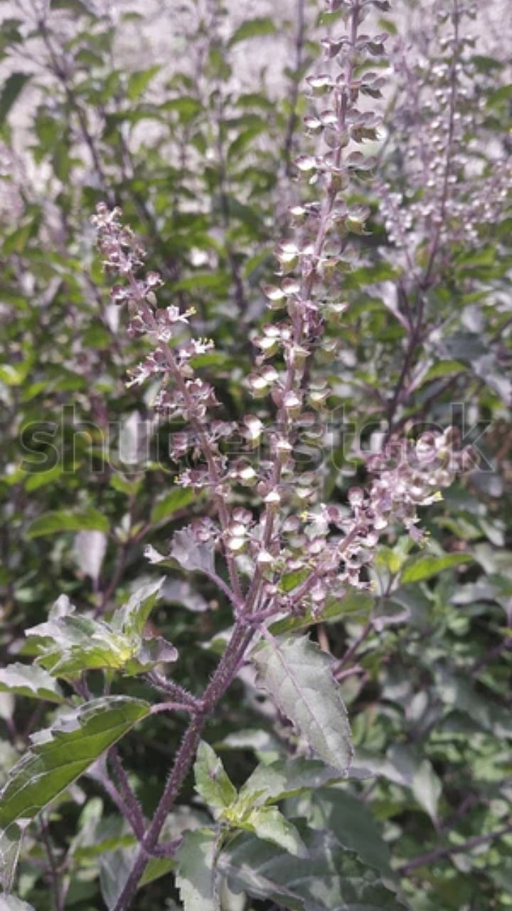 तुळशीच्या मंजुळांचे फायदे ऐकून तुम्हीही थक्क व्हाल!|Tulsi Manjiri ...