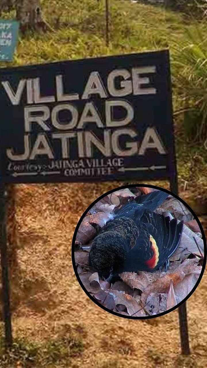 The bird suicide mystery in jatinga village assam । जतिंगा गावातील ...