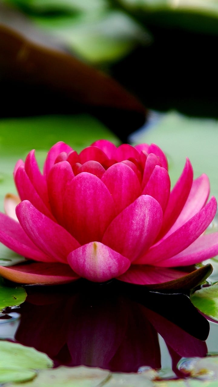 कमळच का बनलं भारताचं राष्ट्रीय फूल? जाणून घ्या कारणं|Lotus flower ...