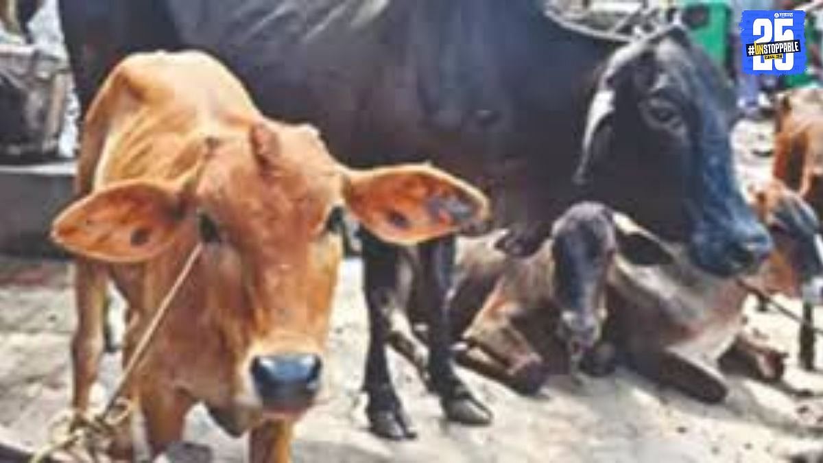 Satara News: 'नांदवळध्ये आठ दिवसांत १४ गायींचा विषबाधेमुळे मृत्यू ...