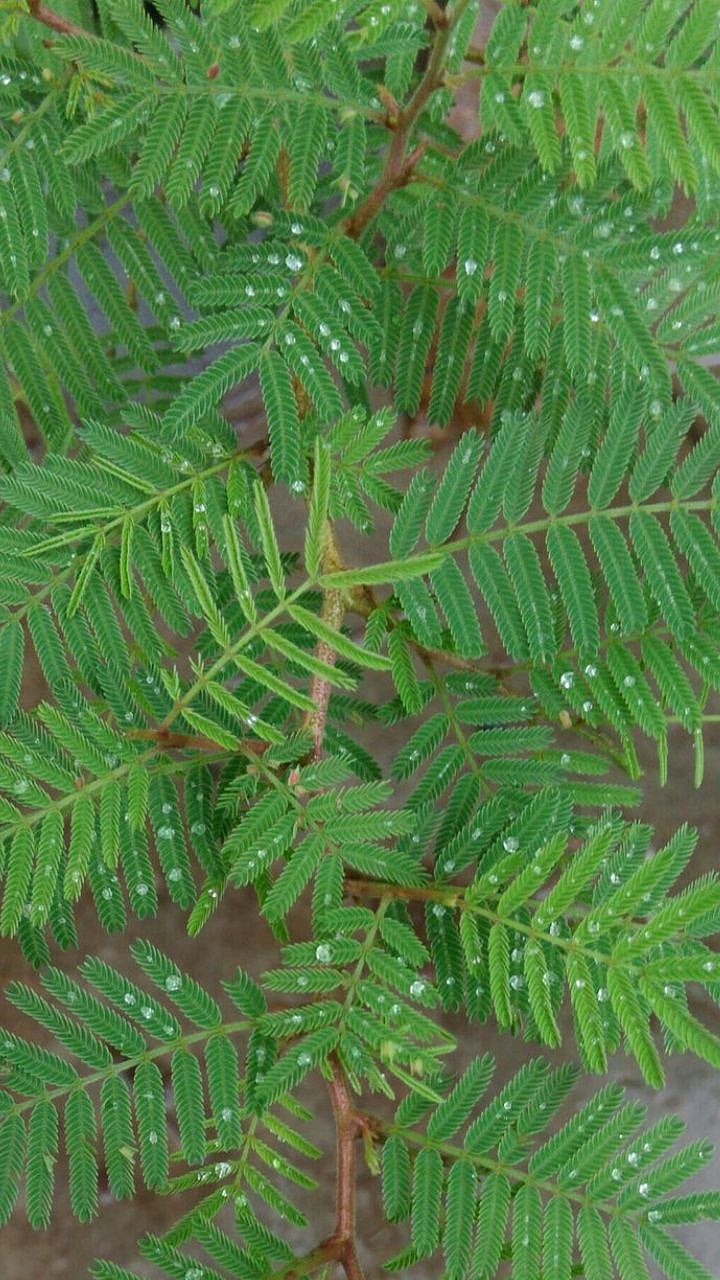 सकाळी रिकाम्यापोटी बाभळीची पाने चावून खाण्याचे आहेत 'हे' 5 अद्भुत फायदे ...
