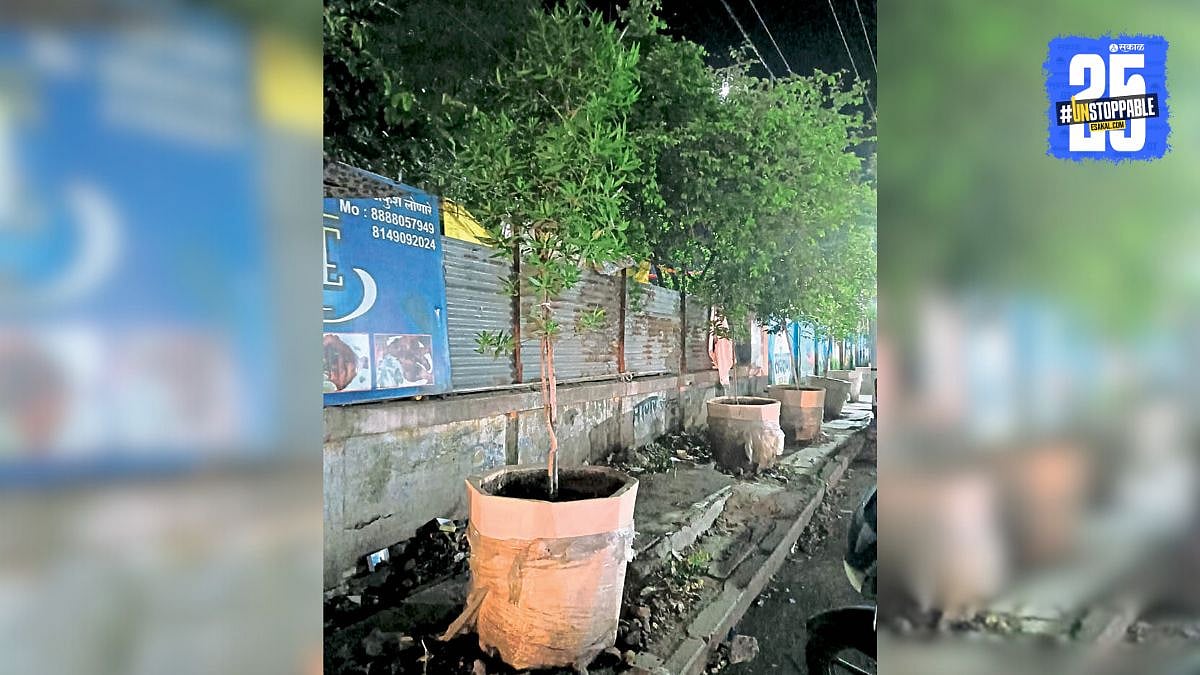 Conocarpus Tree Ban : ‘कोनोकार्पस’ वृक्षांची महाराष्ट्रात लागवड ...