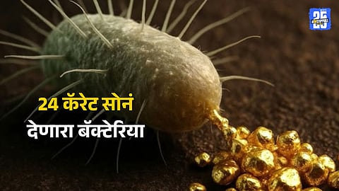 bacteria that produces pure gold from waste soil |Gold producing ...