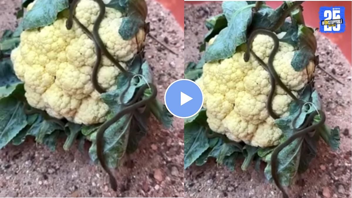 Vegetable Video : पावसाळ्यात कोबी-फ्लॉवर घेताना 10 वेळा चेक करा; बघा ...