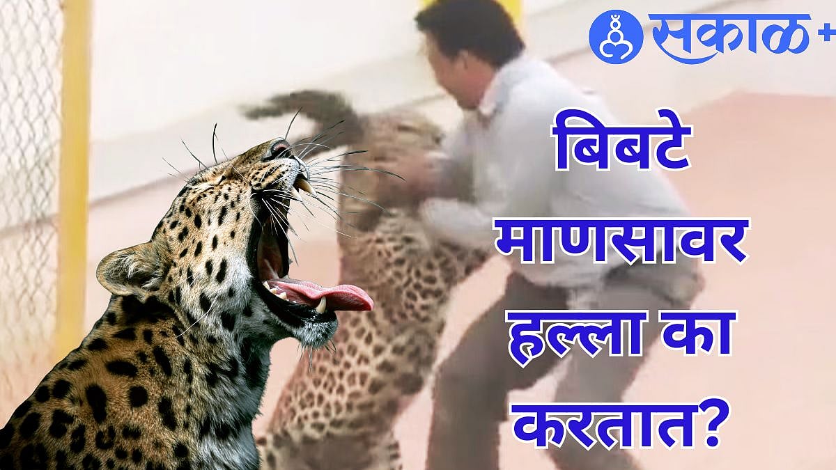 Premium|Human-Leopard Conflict: बिबटे माणसांवर हल्ला करतात का? Human ...