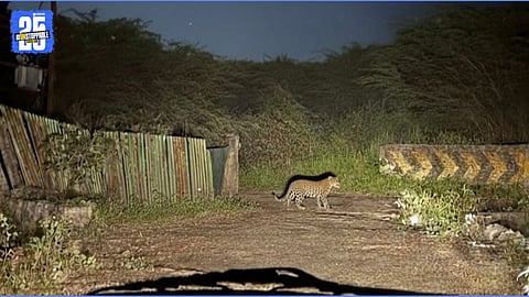 Leopard Terror in Sudhagad, Pachapur Leopard Sighting, Raigad News ...