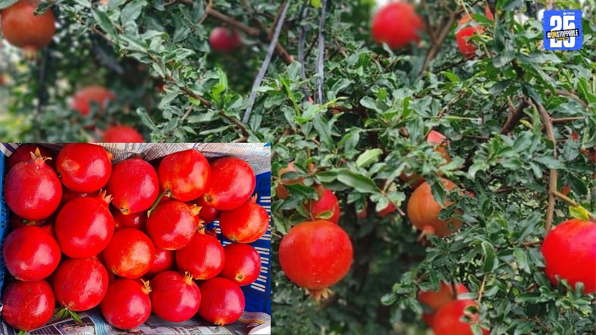Agro Success Story: 'निसर्गाशी दोन हात करत शेतकऱ्यांनी घेतले डाळिंबाचे ...