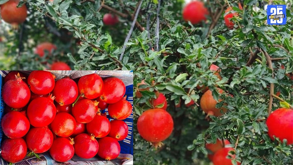 Agro Success Story: 'निसर्गाशी दोन हात करत शेतकऱ्यांनी घेतले डाळिंबाचे ...