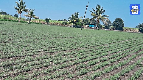 Raigad Agriculture ढगाळ वातावरणामुळे तूर-हरभरा पिकांवर अळीचा ...