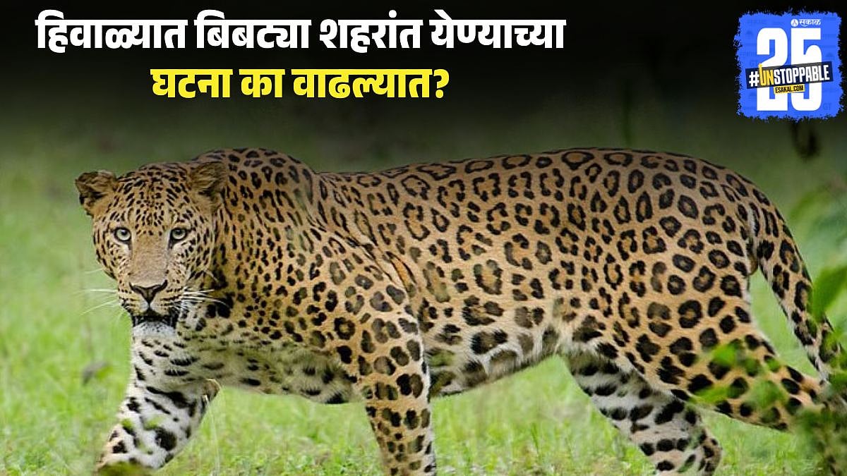 Why Leopards Enter Cities During Winter | Wildlife Experts Explain ...