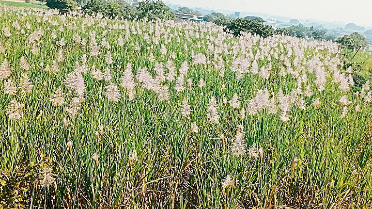 लुमेवाडी परिसरातील उसाला तुरे