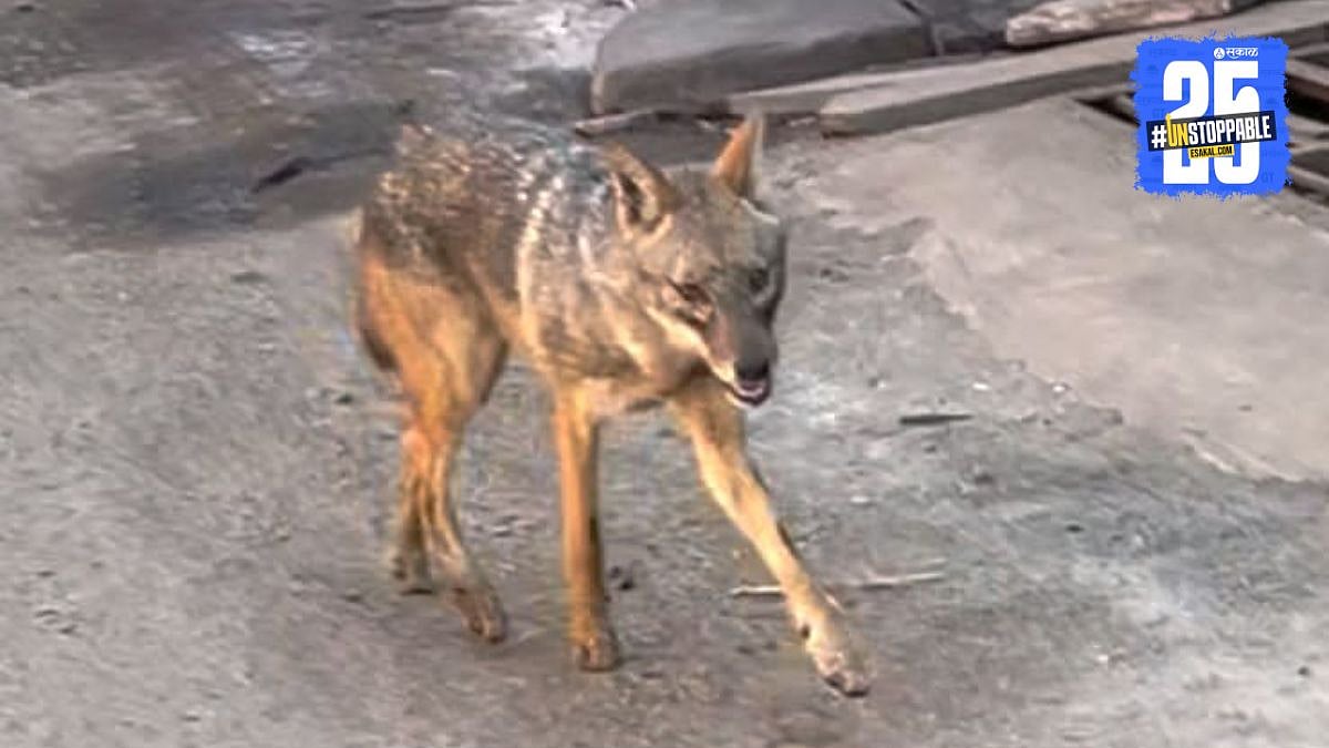 Fox Attack Kolhapur : कोल्हा हल्ला कोल्हापूर: कसबा बावड्यात कोल्ह्याचा ...