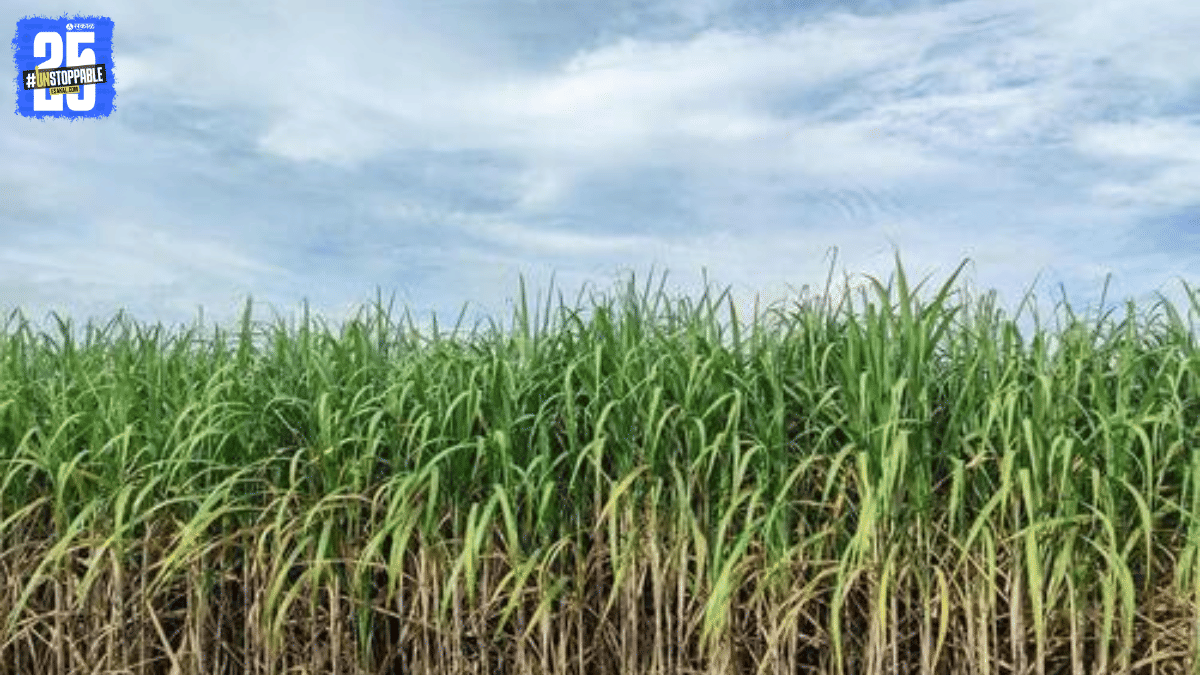 सांगली शेतकरी : अतिवृष्टीमुळे ऊस उत्पादनात ३०% घट, शेतकरी चिंतेत ...