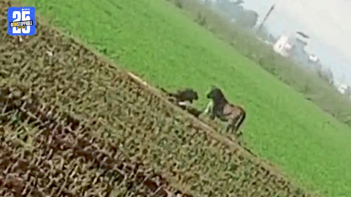 Leopard : गव्हाच्या शेतात बिबट्यांच्या झुंजीचा थरार; नारायणगावात पाटे ...