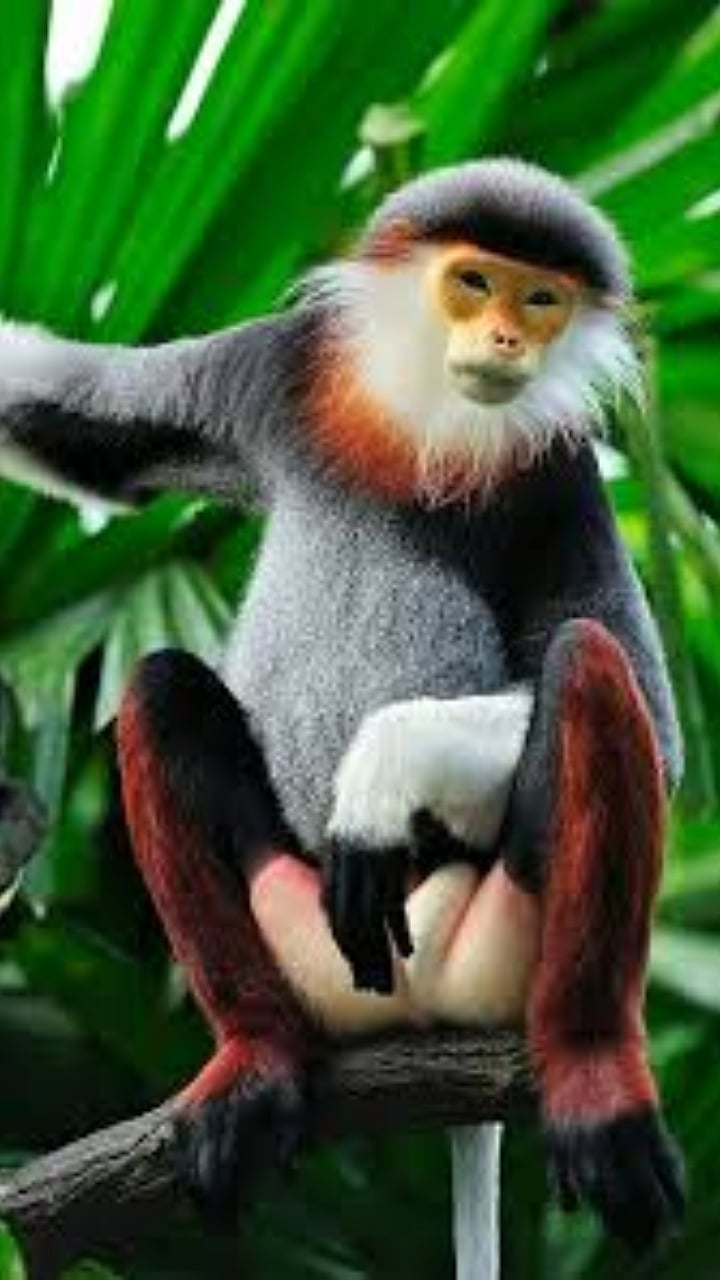 निसर्गाचा अद्भूत चमत्कार! तुम्ही 'हे' जगातील सर्वात रंगीबेरंगी माकड ...