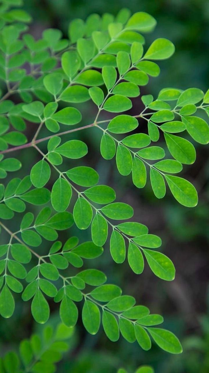 Moringa for Weight Loss I Shevga Benefits I Natural Weight Loss I वजन ...