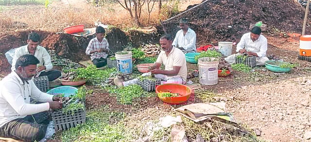 ‘दुष्काळी कळस’ ठरले घामाच्या सिंचनाने ‘गुलाबाचे गाव’