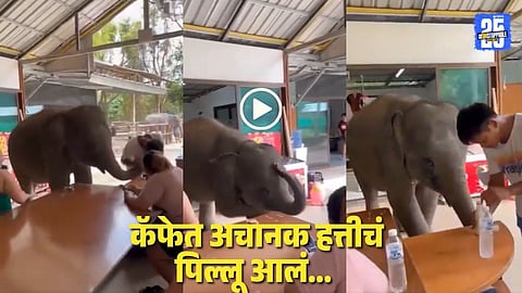 Elephant Viral Video: किती गोड! हत्तीचं पिल्लू कॅफेत गेलं अन् दिलेली ...