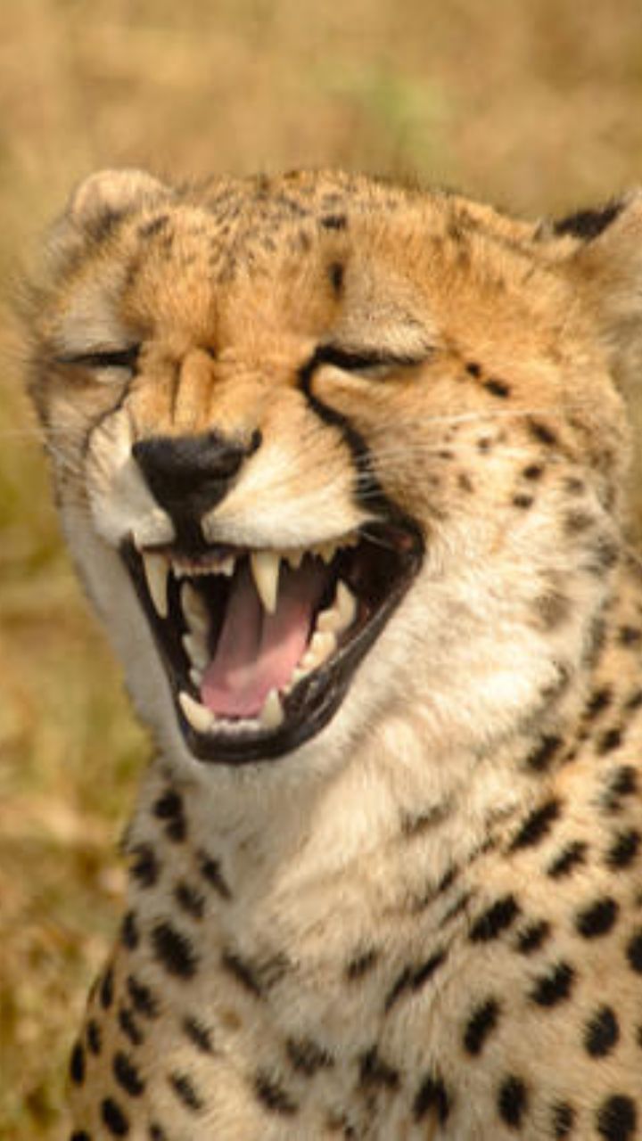 What are differences between animal and human teeth? | प्राण्यांच्या ...