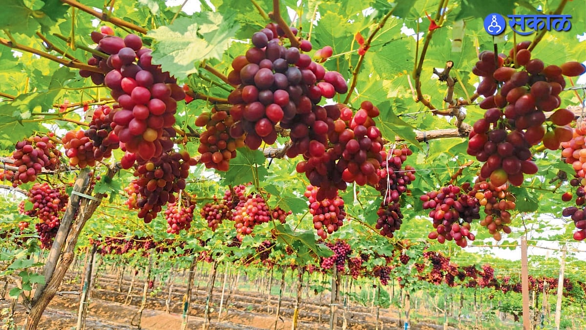 Agriculture News : द्राक्षाला 'सुवर्णझळाळी'! दराने गाठली शंभरी, पण ...