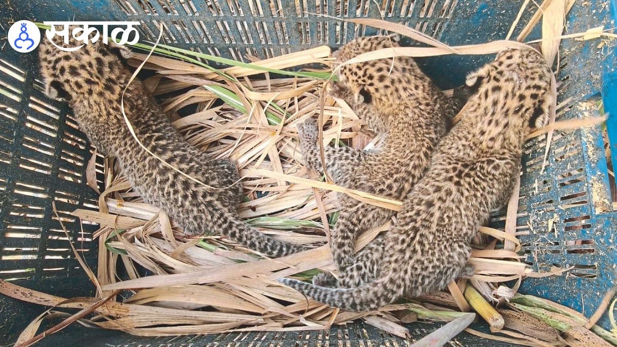 Leopard cubs Maharashtra : शिरूर तालुक्यात बिबट्याचे तीन बछडे आढळल्याने ...