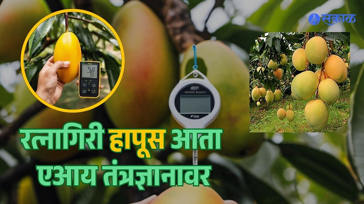Ratnagiri Hapus mango farming using AI technology|रत्नागिरी हापूस आता ...