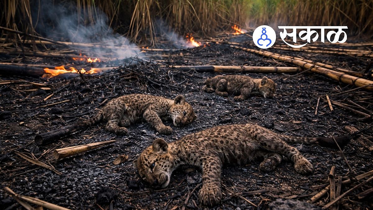 leopard cubs death in Sangli village : उसाच्या फडात लपलेल्या ...