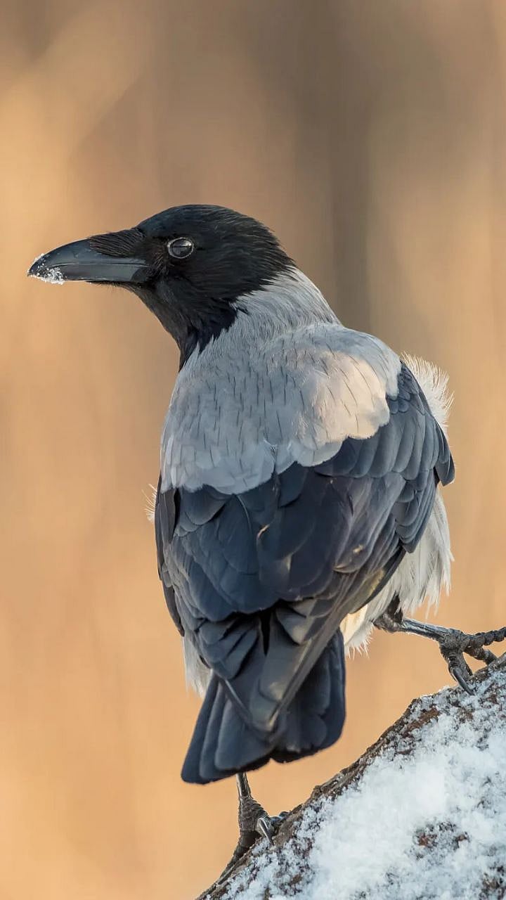 What Do Crows Eat in Urban and Rural Areas? Complete Crow Diet and ...